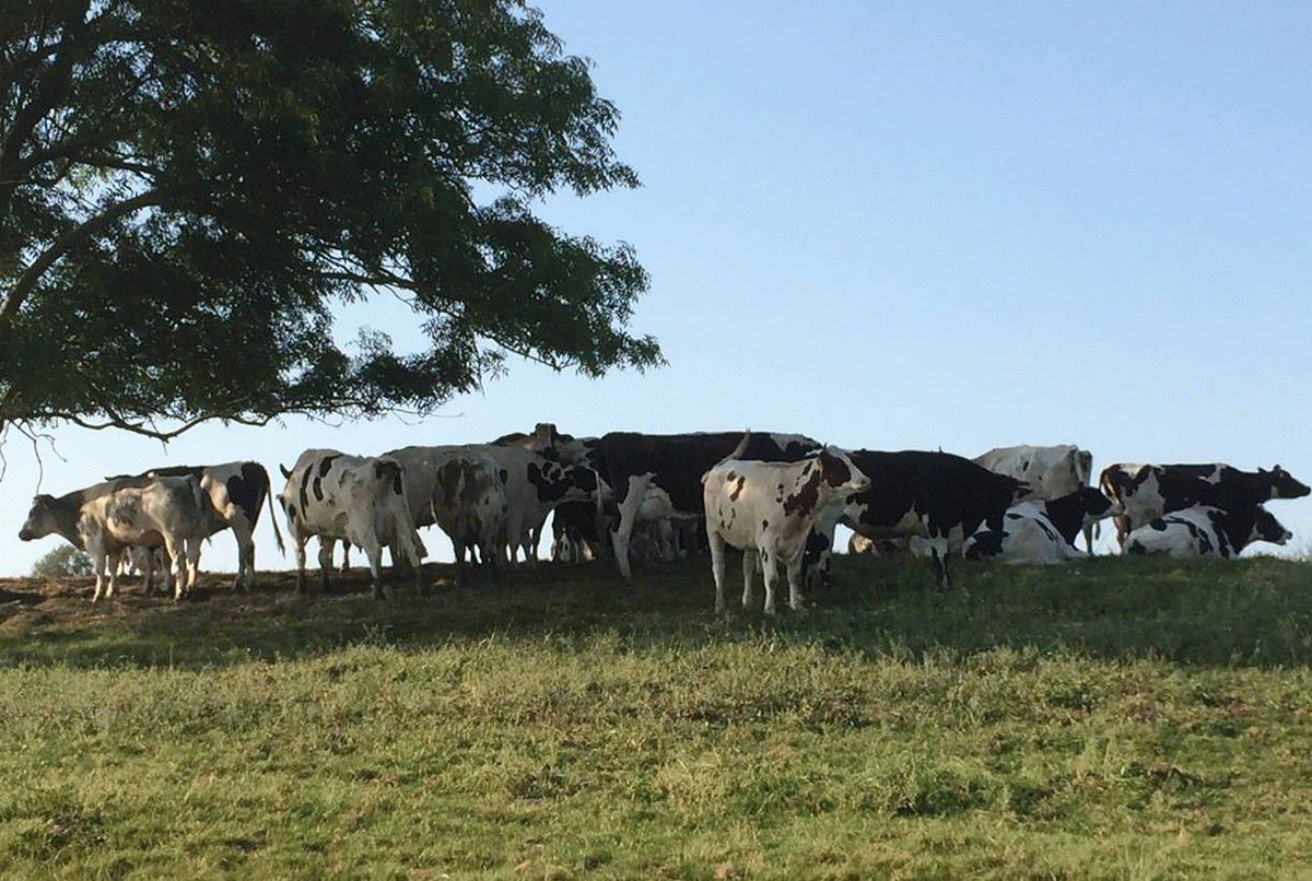 La ferme du moulin de Caillet - #jecuisinelocal